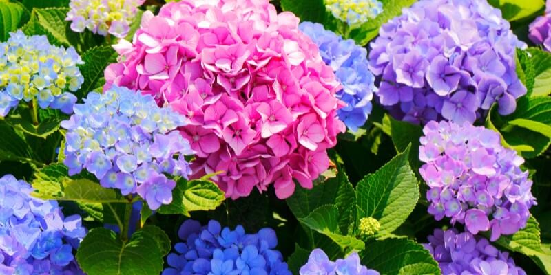 Hortensia (GUIDE): Allt om plantering, skötsel och beskärning ...
